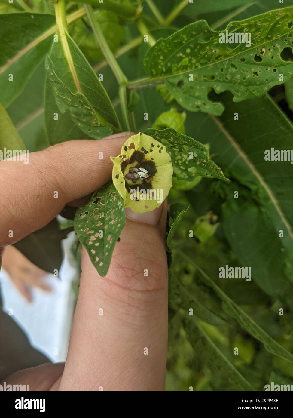 Hairy Flea Beetles (Epitrix), Insecta, Harpersfield Township, OH, USA ...