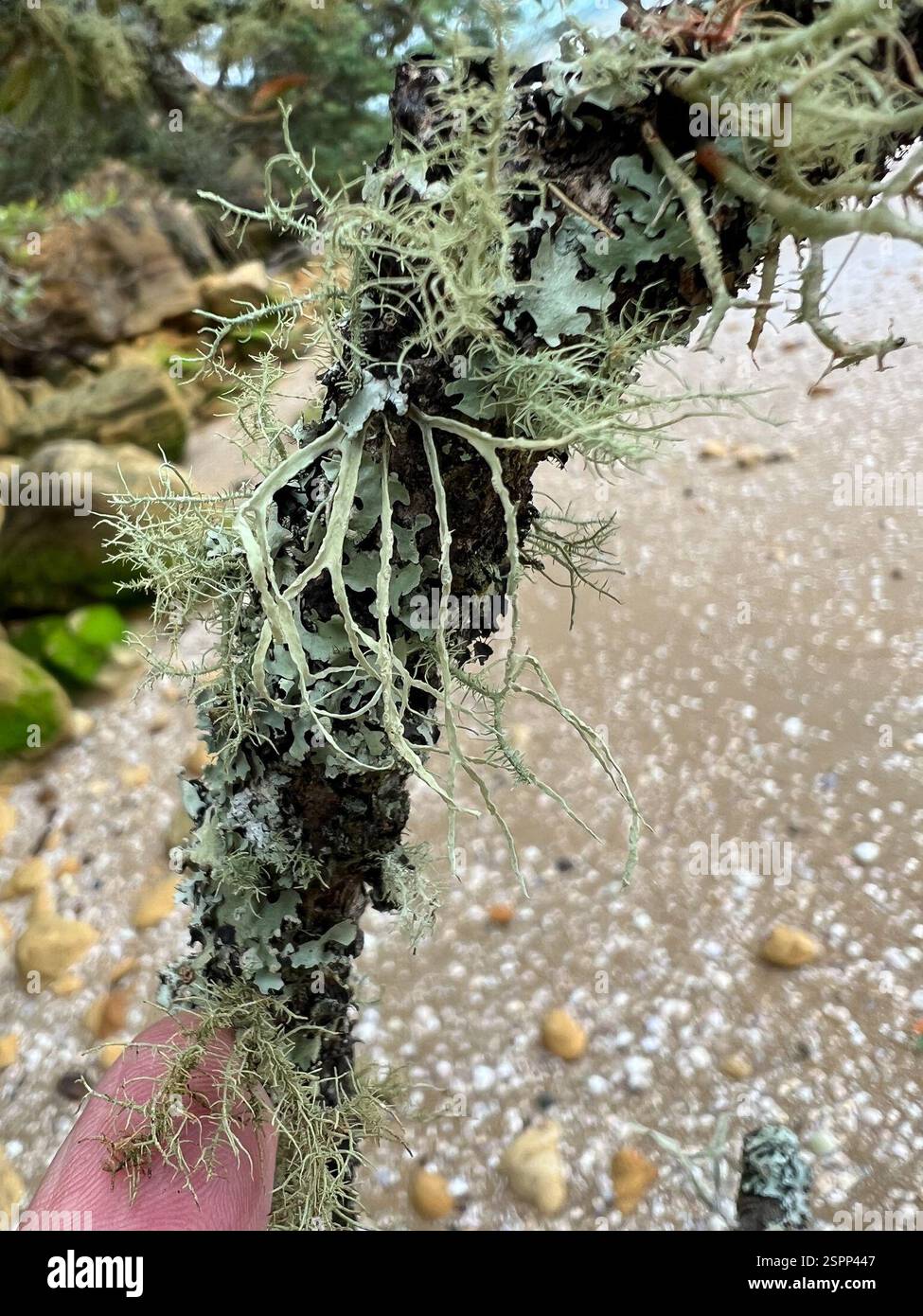 (Ramalina pacifica), Fungi, Shelly Beach Reserve, South Head, Auckland ...