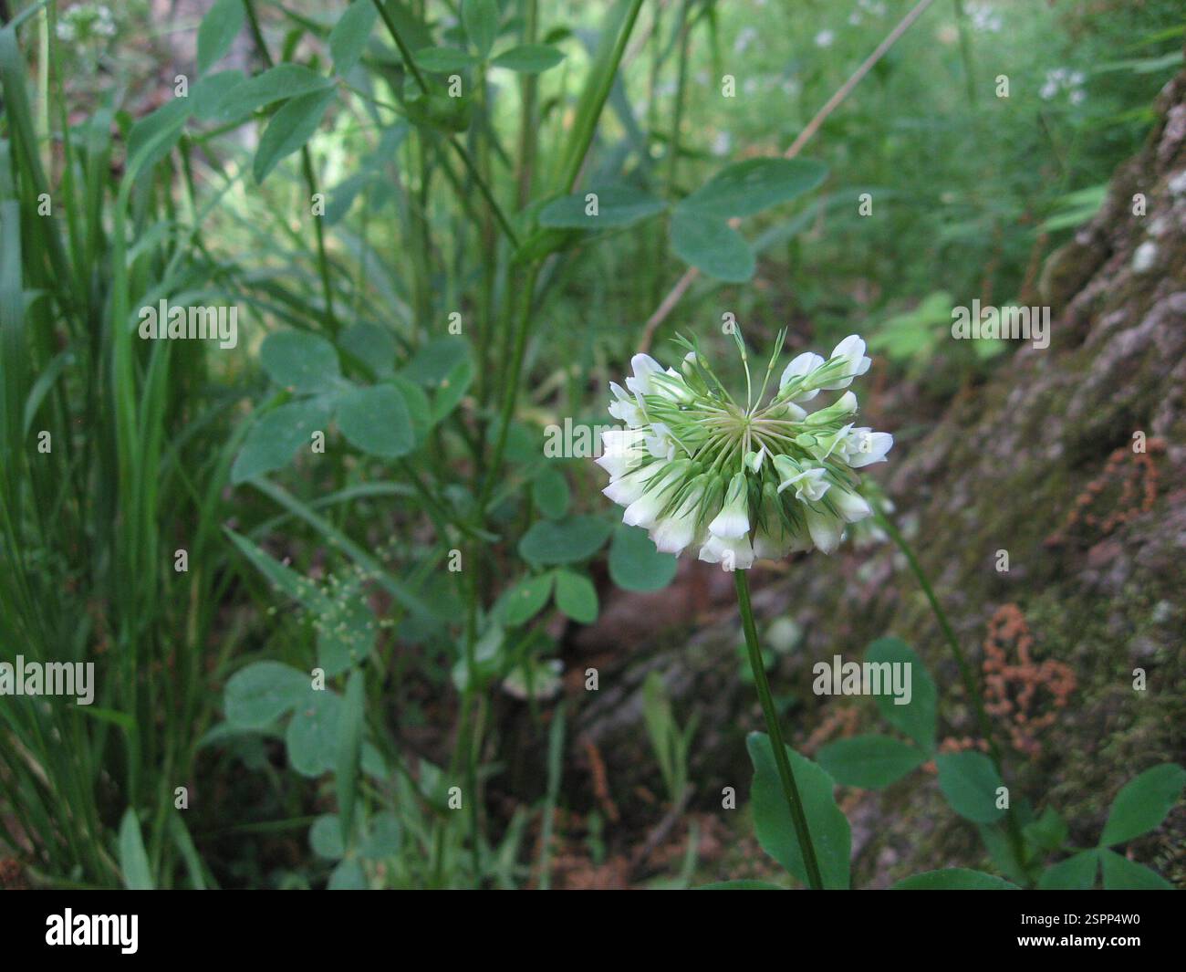 buffalo clover (Trifolium reflexum), Plantae, Marshall County, KY, USA ...