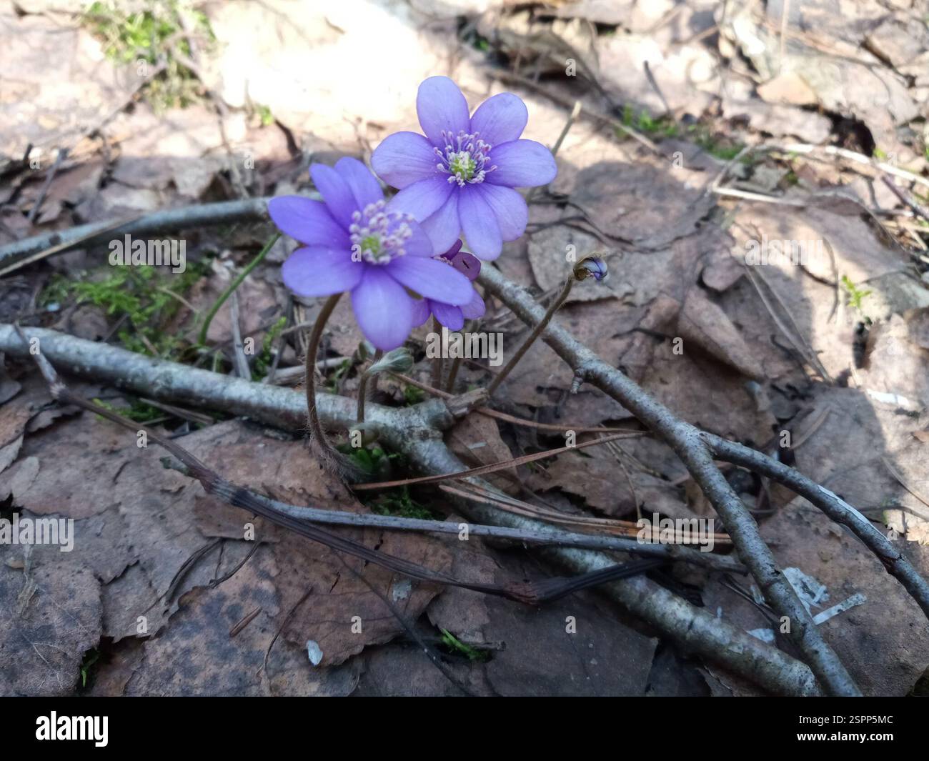 Liverleaf (Hepatica nobilis), Plantae, Pukhavichy, BY-MI, BY Stock ...