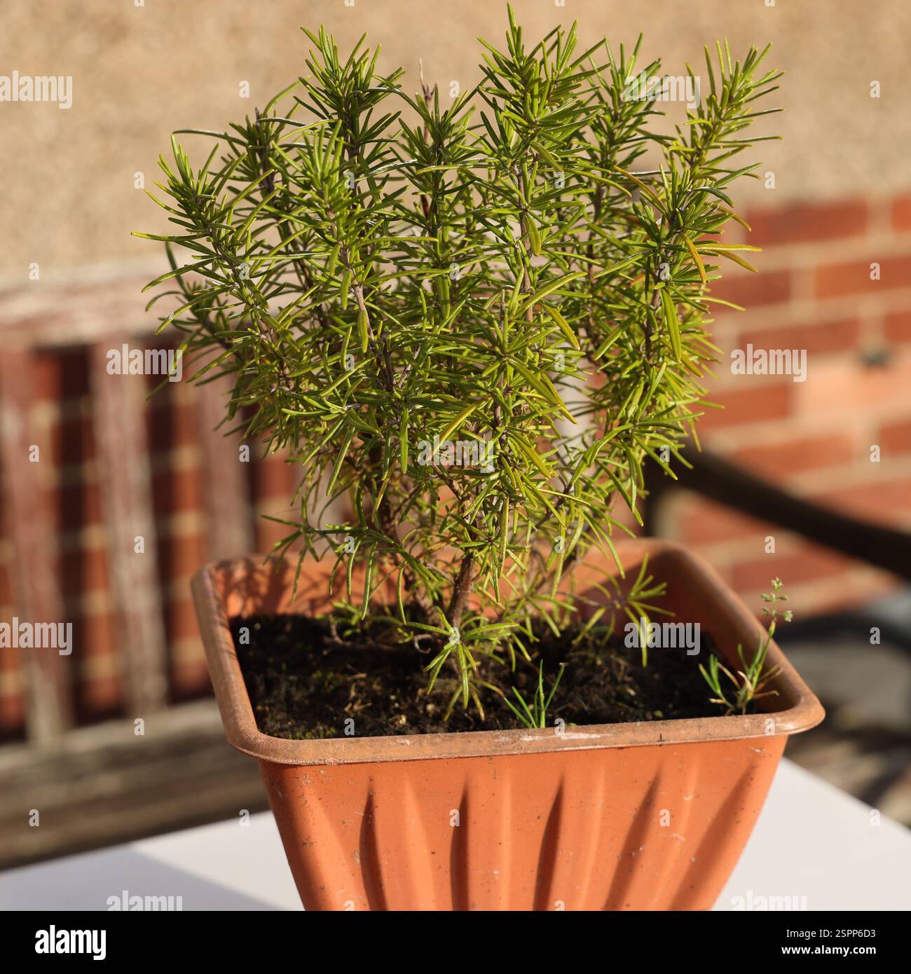 Pot aromatic rosemary plant hi-res stock photography and images - Alamy