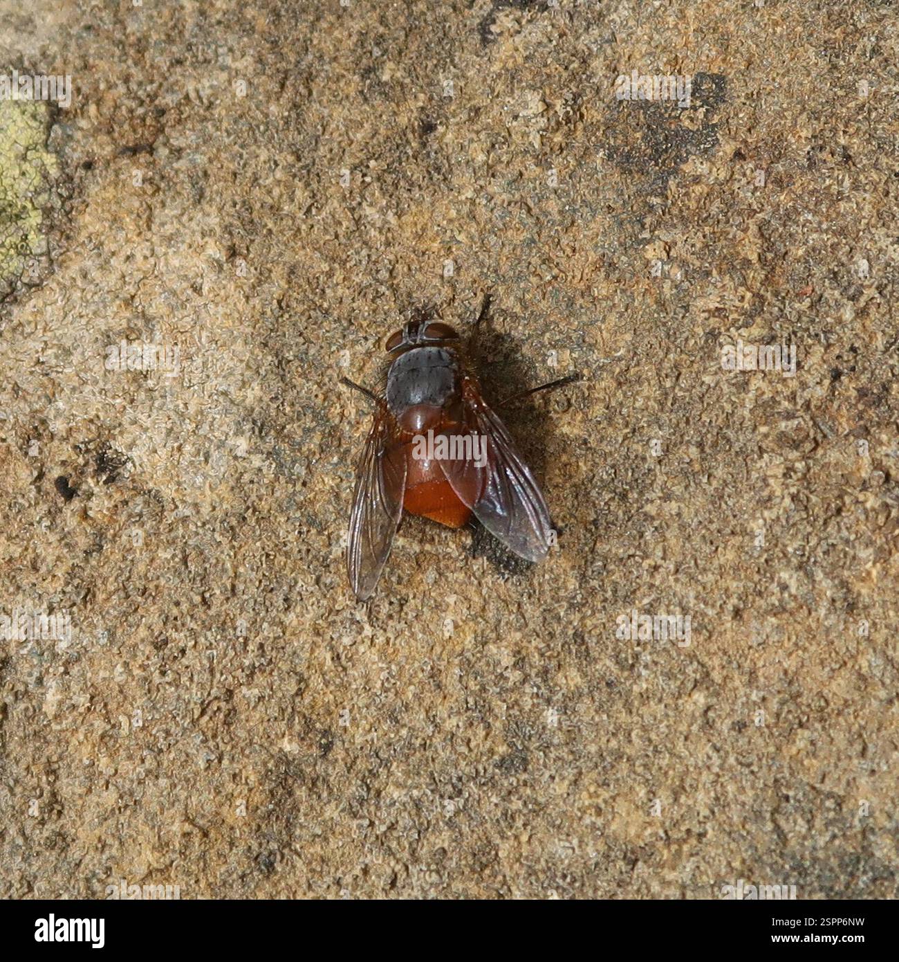 (Calliphora nigrithorax), Insecta, Lake Sorell, Interlaken, Tasmania ...