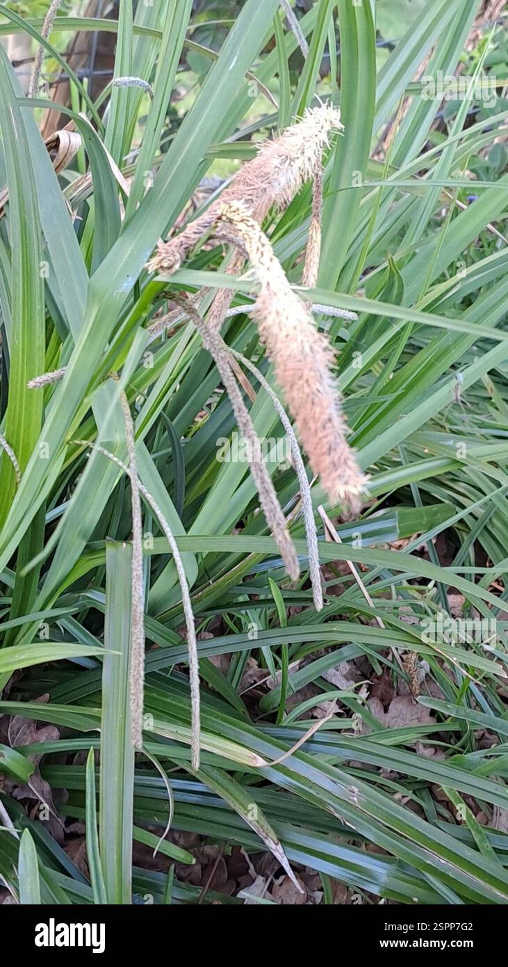 Hanging sedge (Carex pendula), Plantae, Whitegate and Marton, UK Stock ...