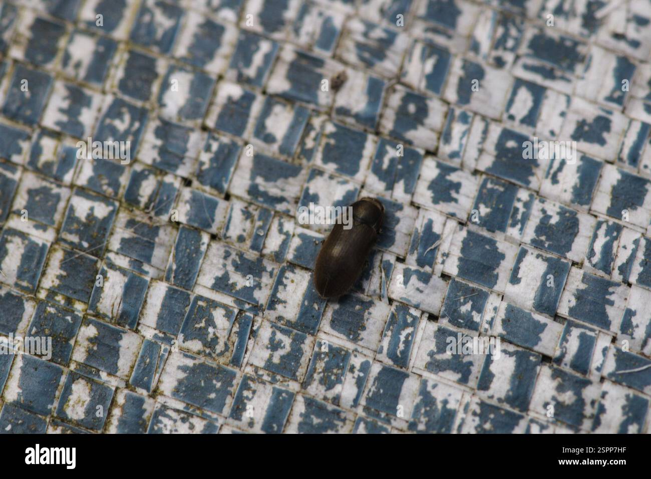 long-toed water beetles (Dryopidae), Insecta, La Frette, France Stock ...