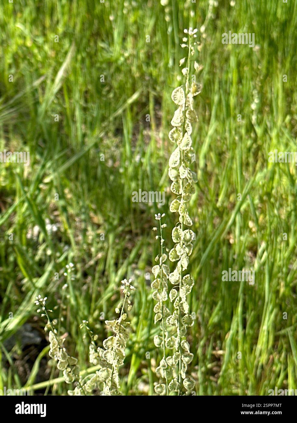 sand fringepod (Thysanocarpus curvipes), Plantae, Bidwell Park, Chico ...