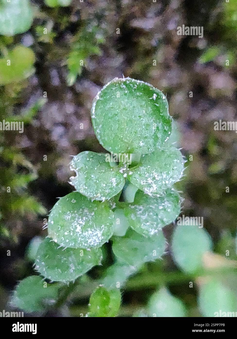 hairy bittercress (Cardamine hirsuta), Plantae, Carlisle CA3 9NS, UK ...