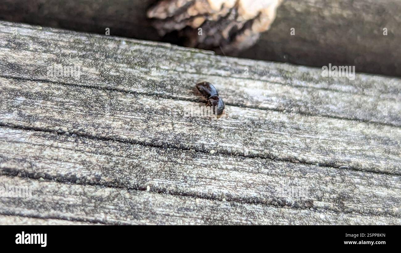 (Euwallacea validus), Insecta, Lakeside, Lakeside Marblehead, OH 43440 ...