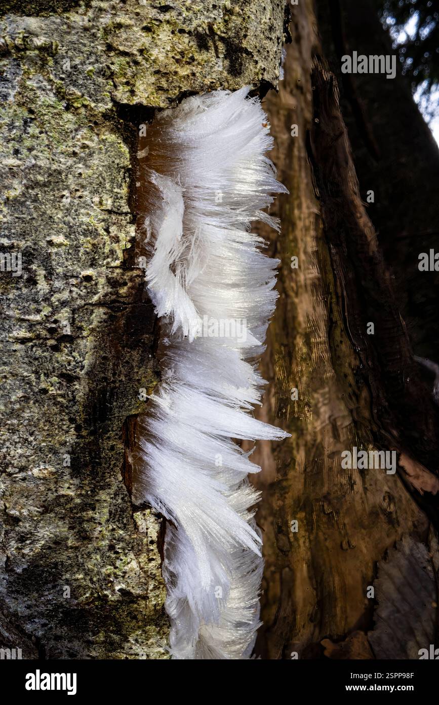 Red Alder branch that contains the decomposition fungus Exidiopsis ...