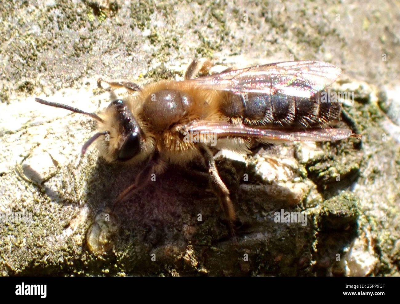 Grey-gastered Mining Bee (Andrena tibialis), Insecta, The Loonse en ...