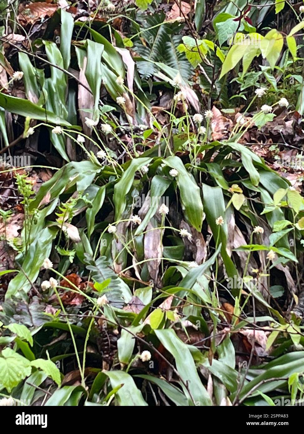 Fraser's Sedge (Carex fraseriana), Plantae, North Carolina, US Stock ...