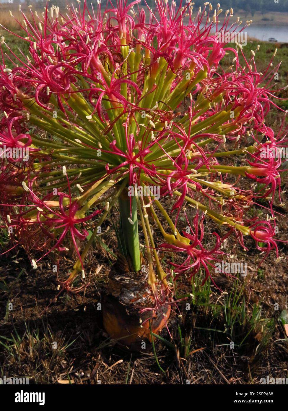 Poison-bulb (Boophone disticha), Plantae, Howick, South Africa, Sore ...