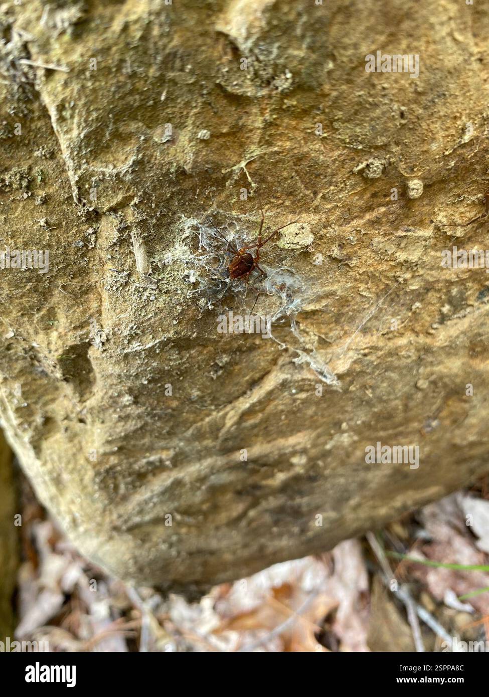 (Libitioides sayi), Arachnida, Daniel Boone National Forest, Campton ...