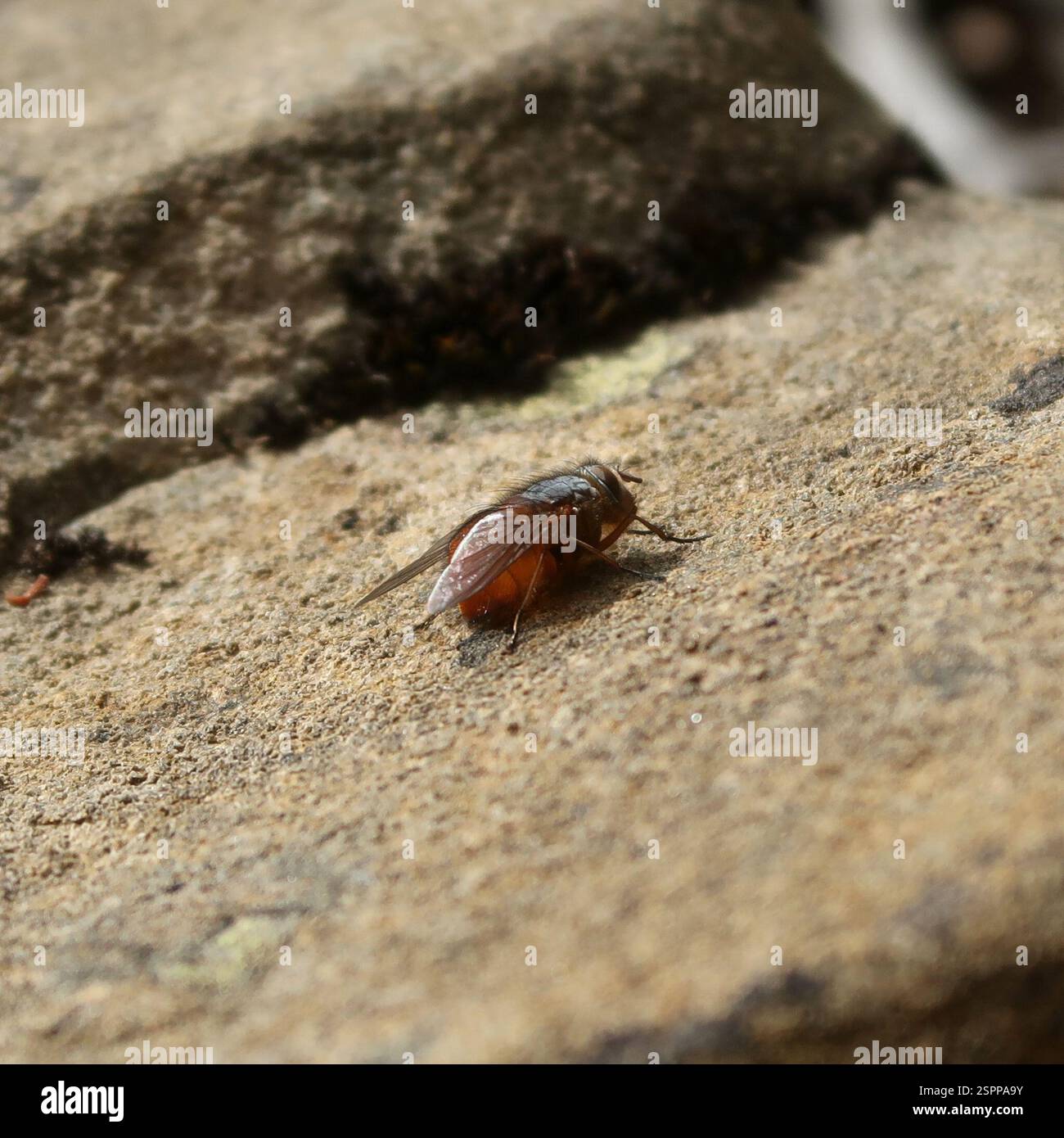 (Calliphora nigrithorax), Insecta, Lake Sorell, Interlaken, Tasmania ...