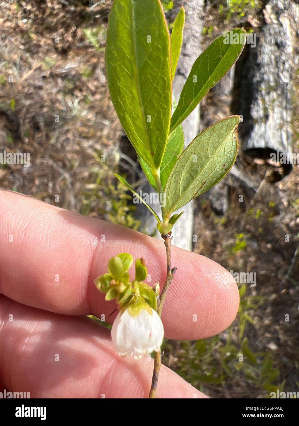 dwarf huckleberry (Gaylussacia dumosa), Plantae, Apalachicola National ...