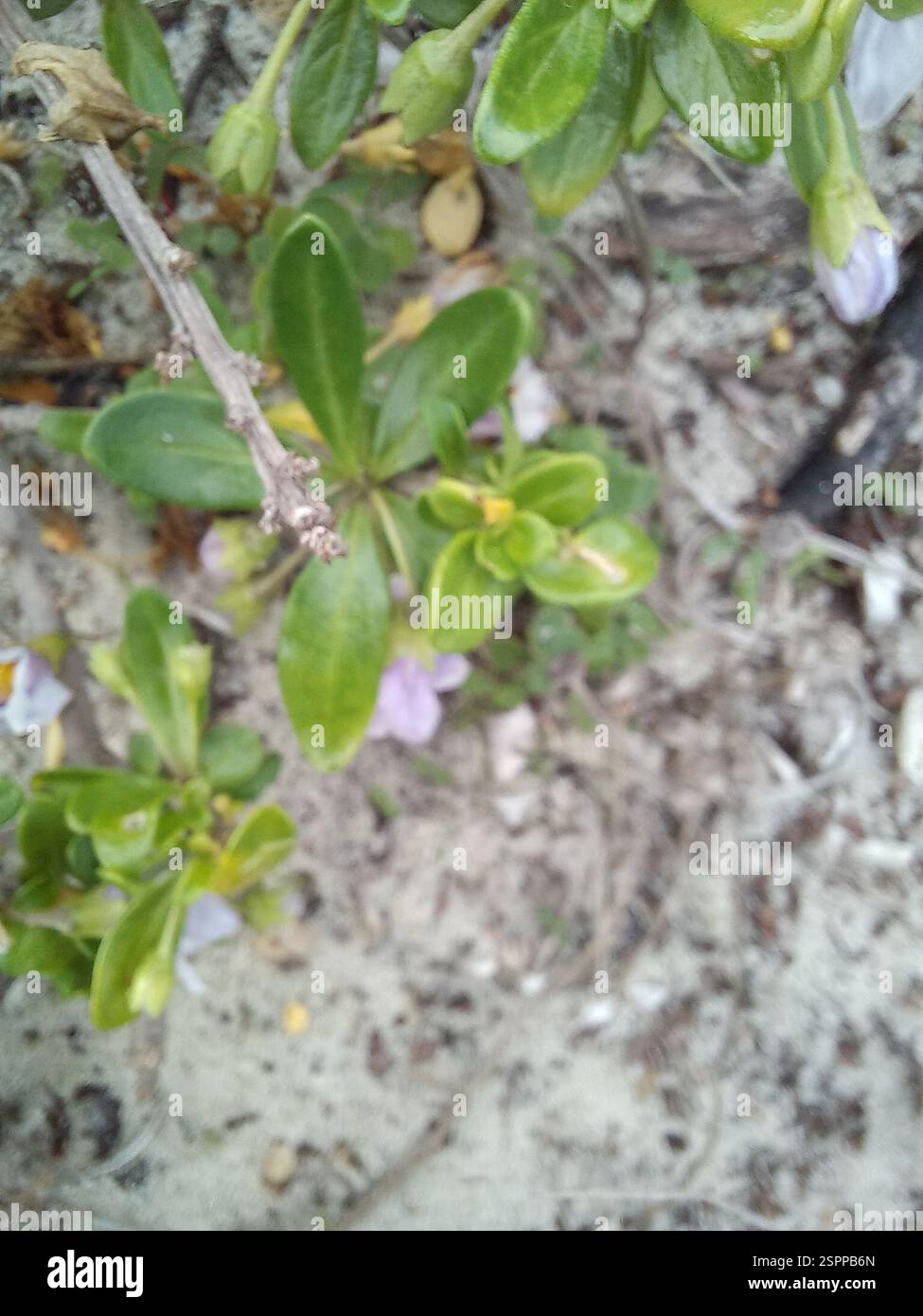 Dune Nightshade (Solanum guineense), Plantae, Overstrand Local ...