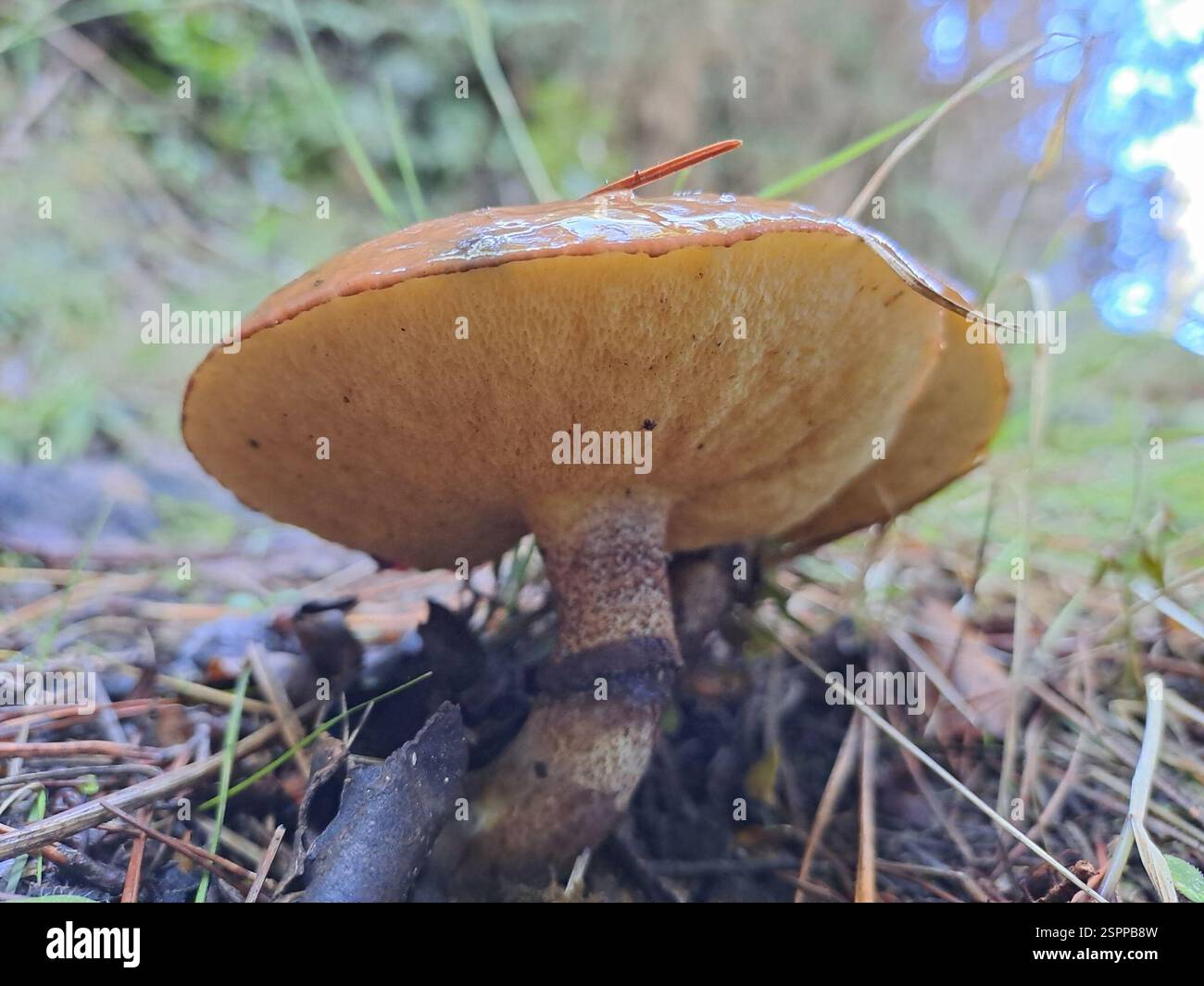 Purple-veiled Slippery Jack (Suillus luteus), Fungi, Tawanui Campsite ...