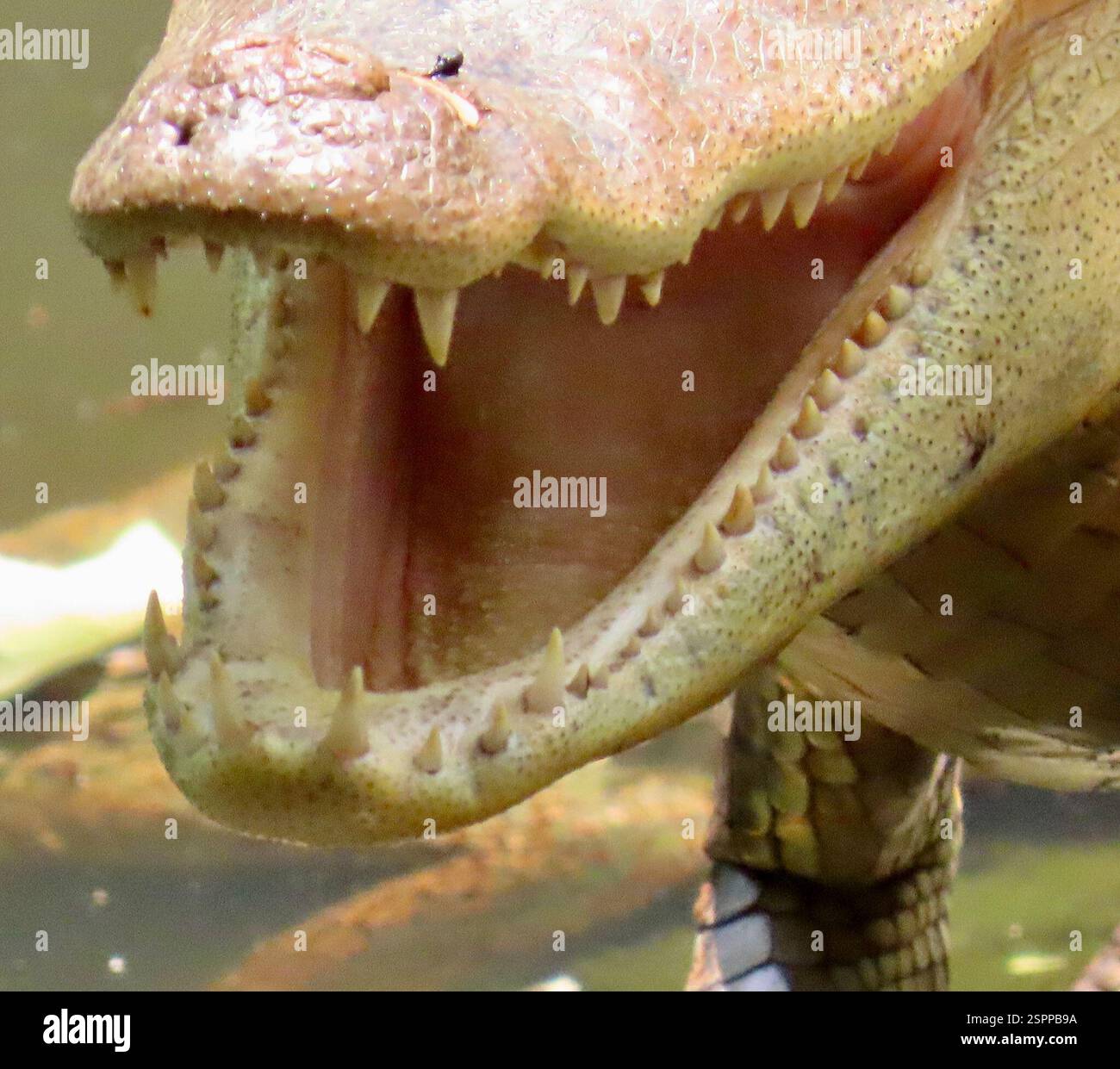 Spectacled Caiman (Caiman crocodilus), Reptilia, Comarca Embera Wounaan ...