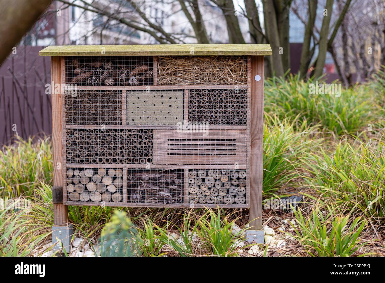 Structure of insects hi-res stock photography and images - Alamy