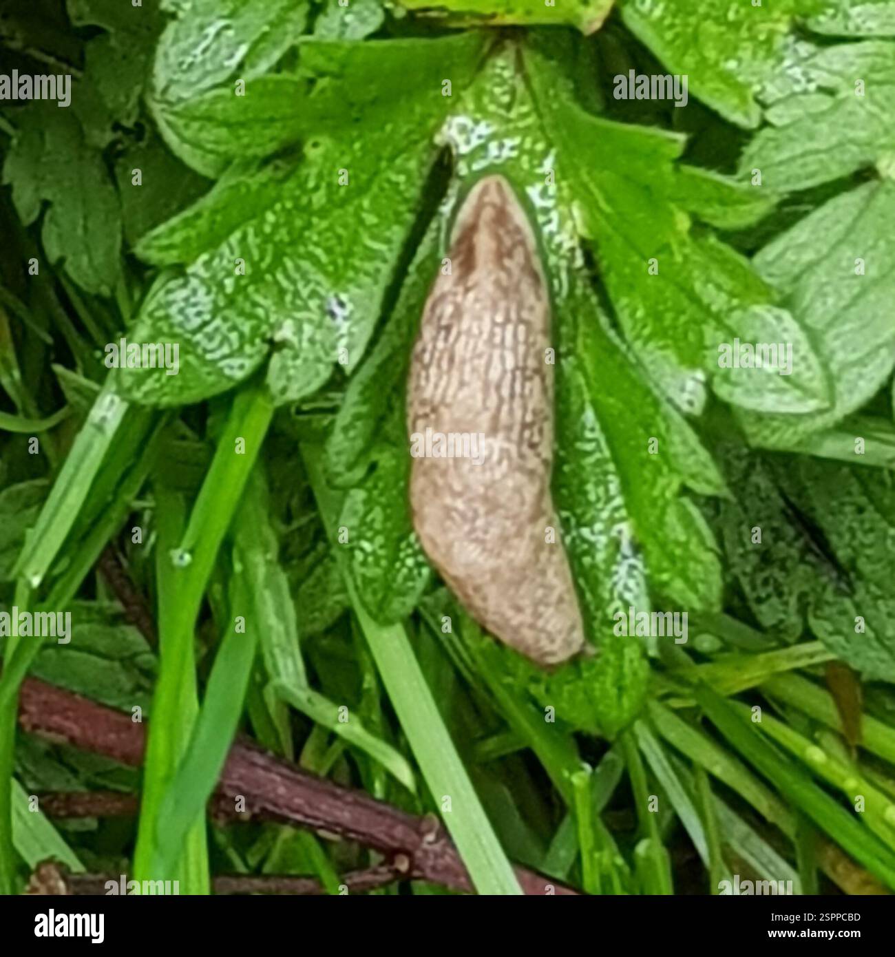 Milky Slug (Deroceras reticulatum), Mollusca, Lichfield WS13 7EW, UK ...