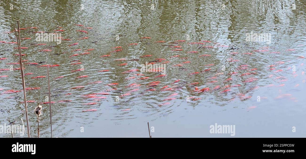Goldfish (Carassius auratus), Actinopterygii, Madison, WI 53705, USA ...