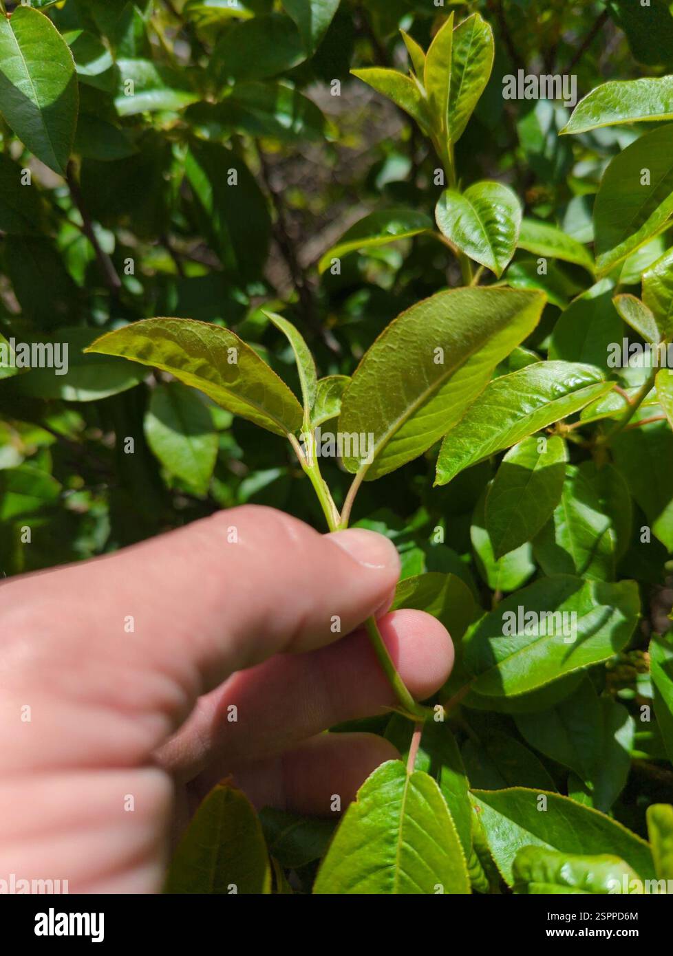 Western Chokecherry (Prunus virginiana demissa), Plantae, Candlestick ...