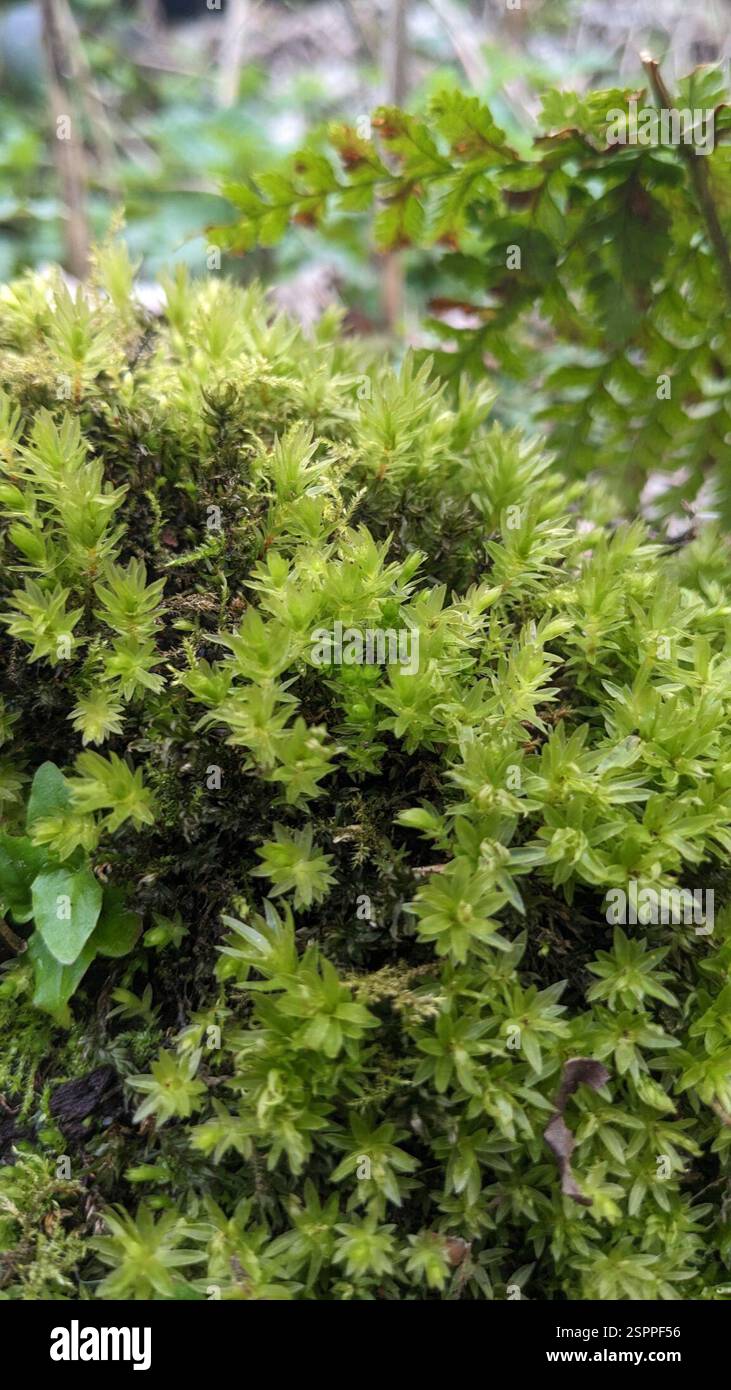 Horn Calcareous Moss (Mnium hornum), Plantae, London NW3 1AU, UK Stock ...