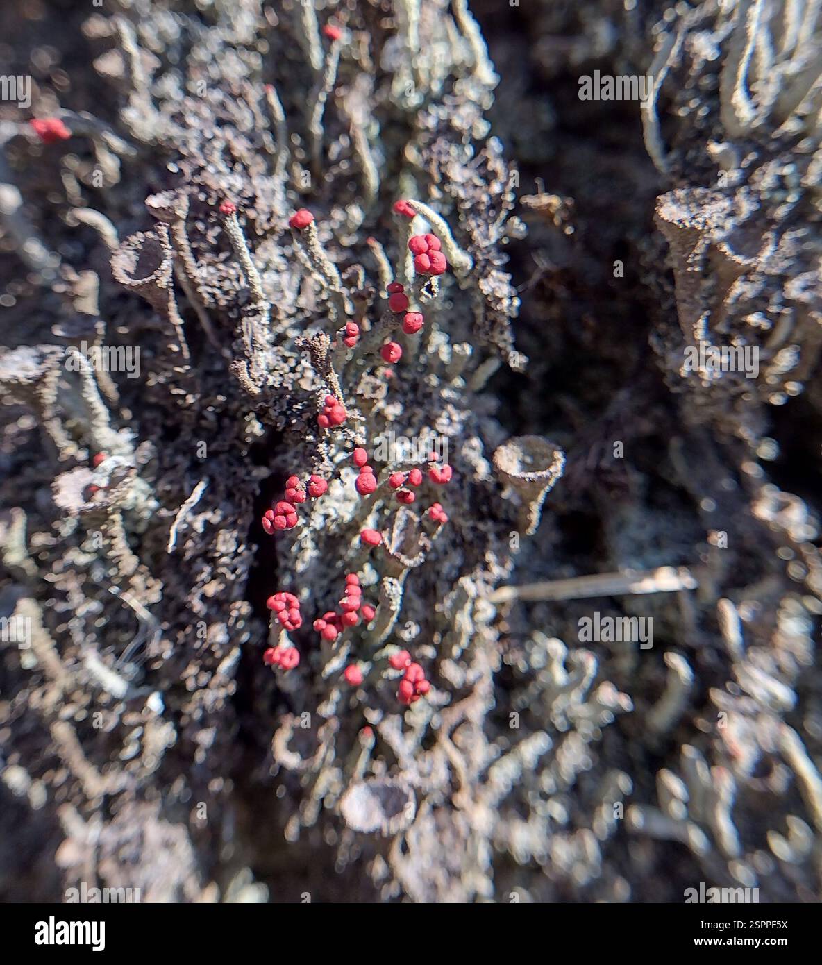 pixie cup and reindeer lichens (Cladonia), Fungi, Powiat kartuski ...