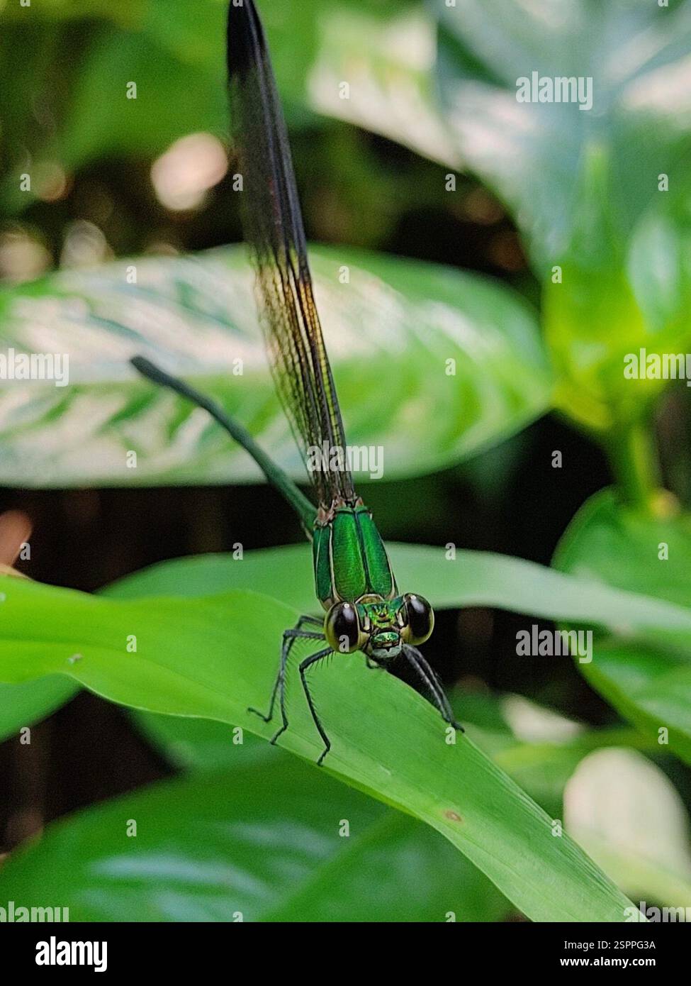 Vestalis apicalis hi-res stock photography and images - Alamy