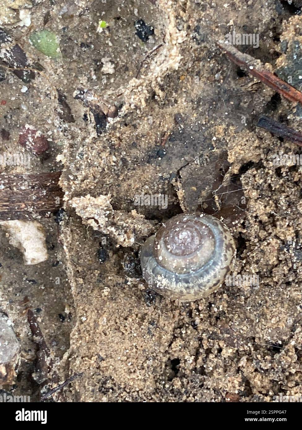 Gastropods (Gastropoda), Mollusca, Sam Houston National Forest ...