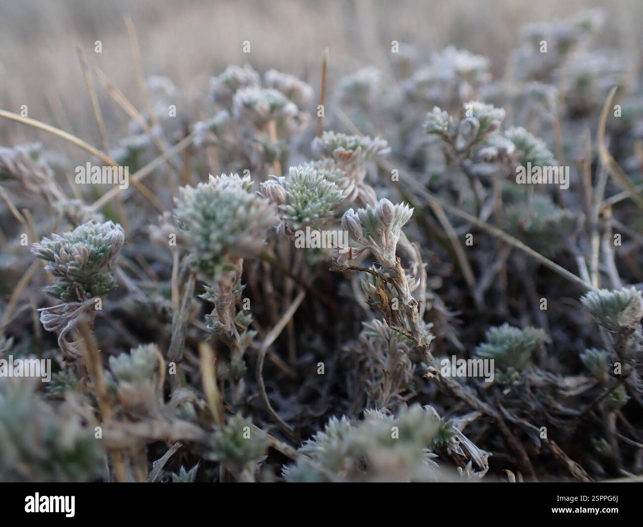 fringed sagebrush (Artemisia frigida), Plantae, Newell County No. 4, AB ...