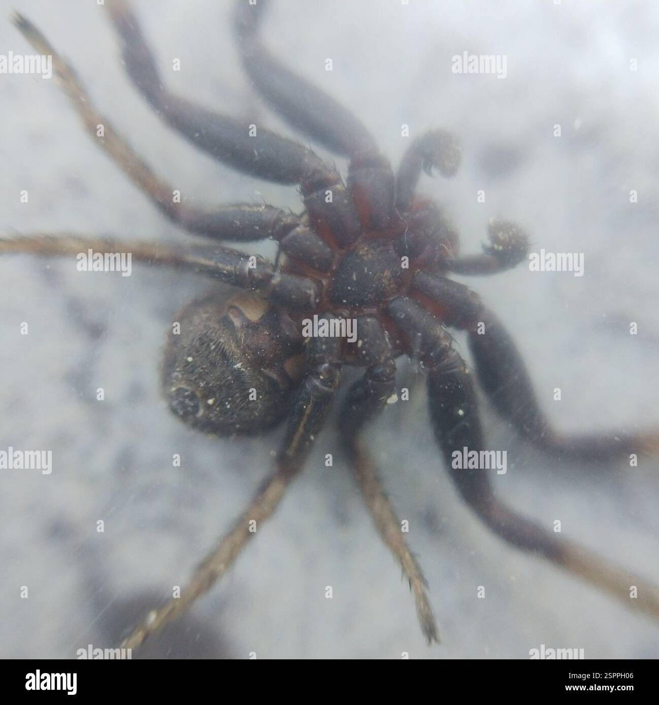 Double-banded Crab-spider (Xysticus bifasciatus), Arachnida, Kosanin ...