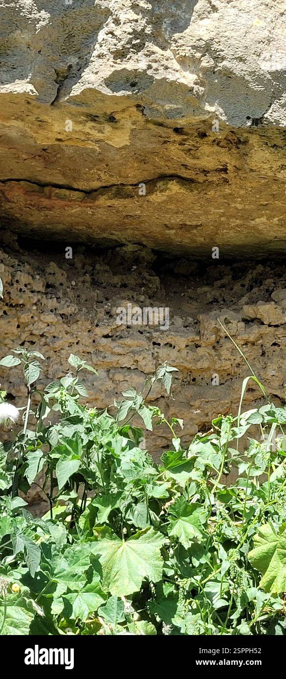Common Digger Bees (Anthophora), Insecta, Ponte Ciclopedonal do Parque ...