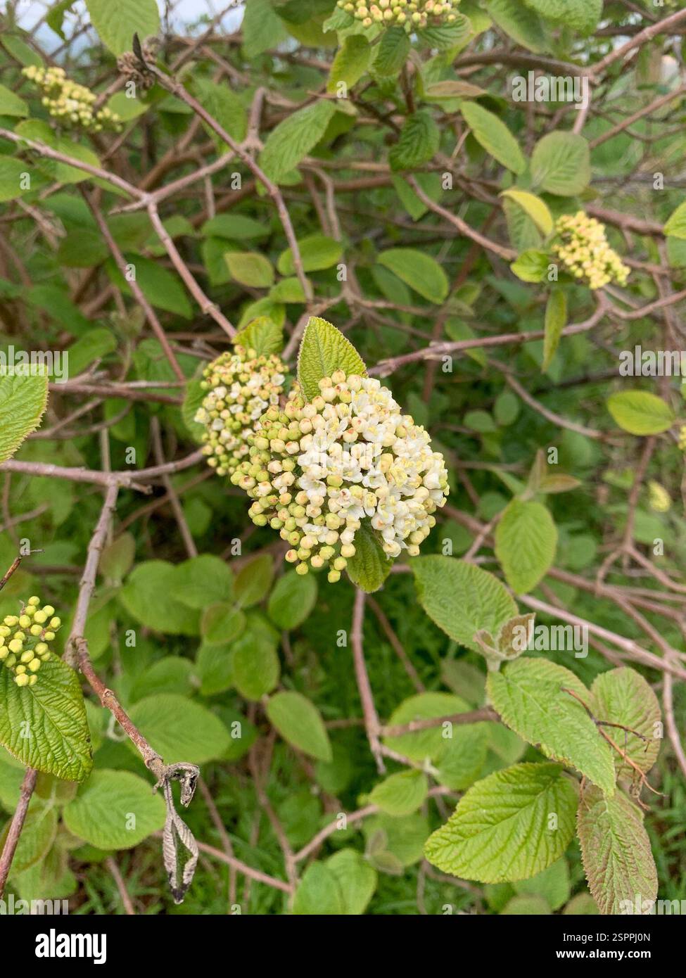 Wayfaring-tree (Viburnum lantana), Plantae, North Wessex Downs AONB ...