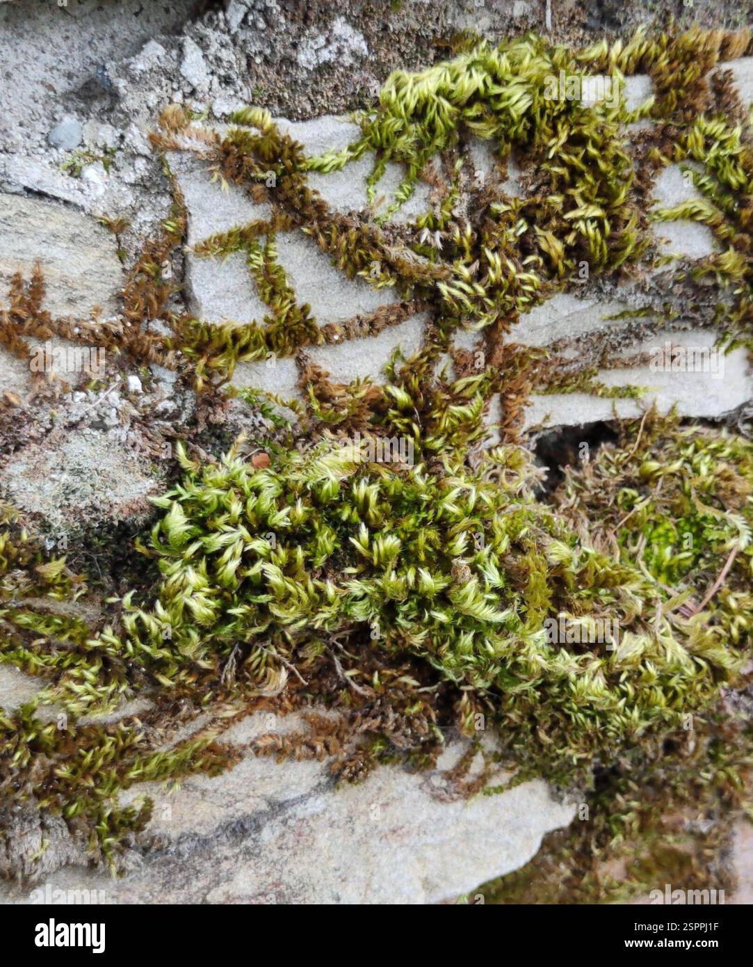 Silky Wall Feather-moss (Homalothecium sericeum), Plantae, Lancashire ...