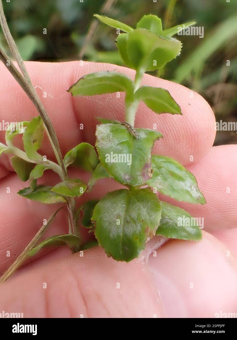 Willowherb Mildew (Podosphaera epilobii), Fungi, Chatham Islands ...