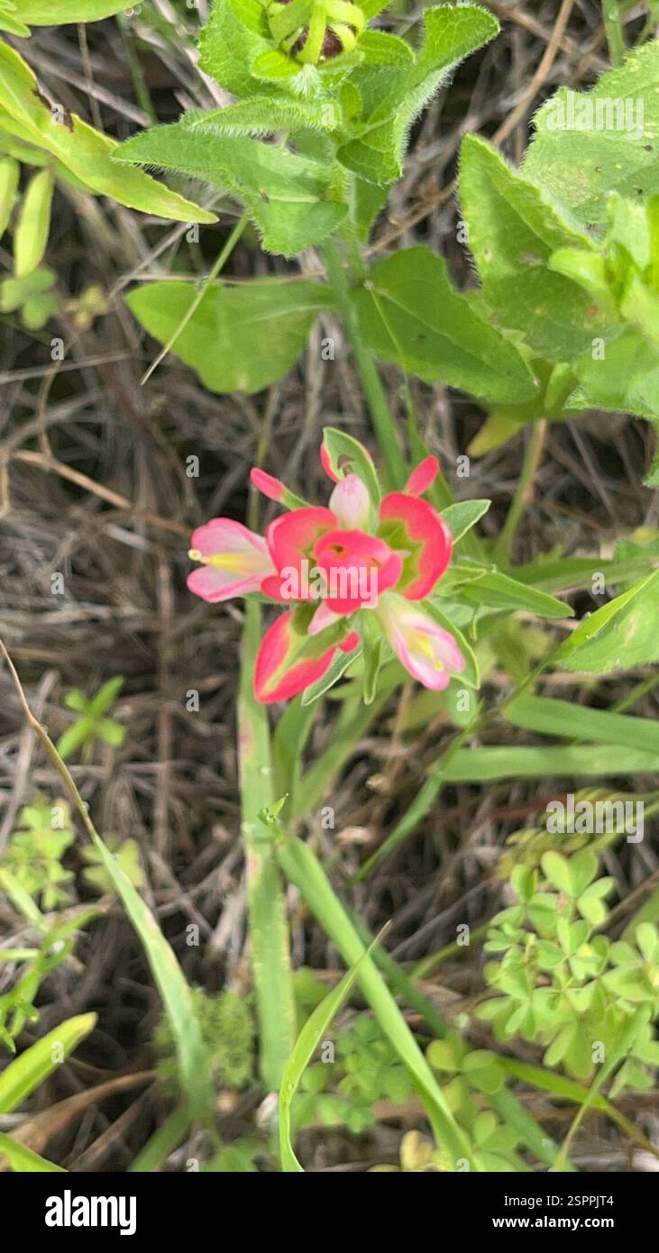 Texas Paintbrush (Castilleja indivisa), Plantae, San Antonio Stock ...