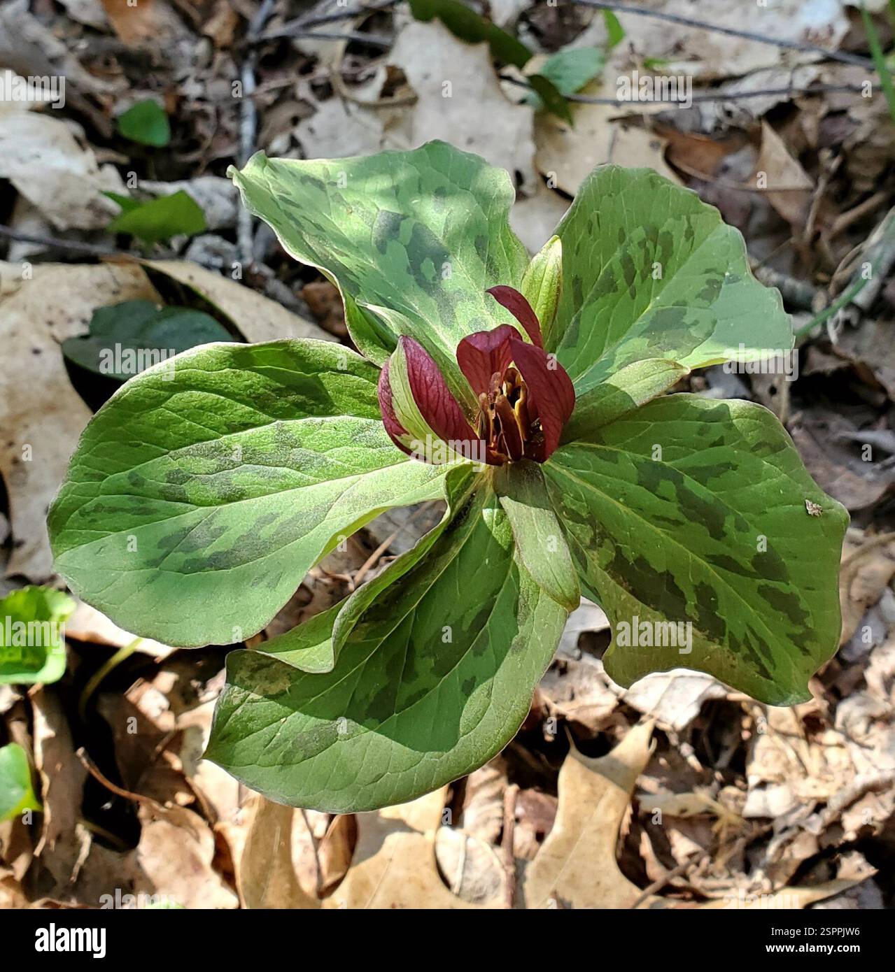 toadshade (Trillium sessile), Plantae, Lexington, KY 40515, USA, Here ...