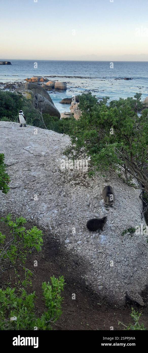 Boulders penguin colony rock hyrax hi-res stock photography and images ...