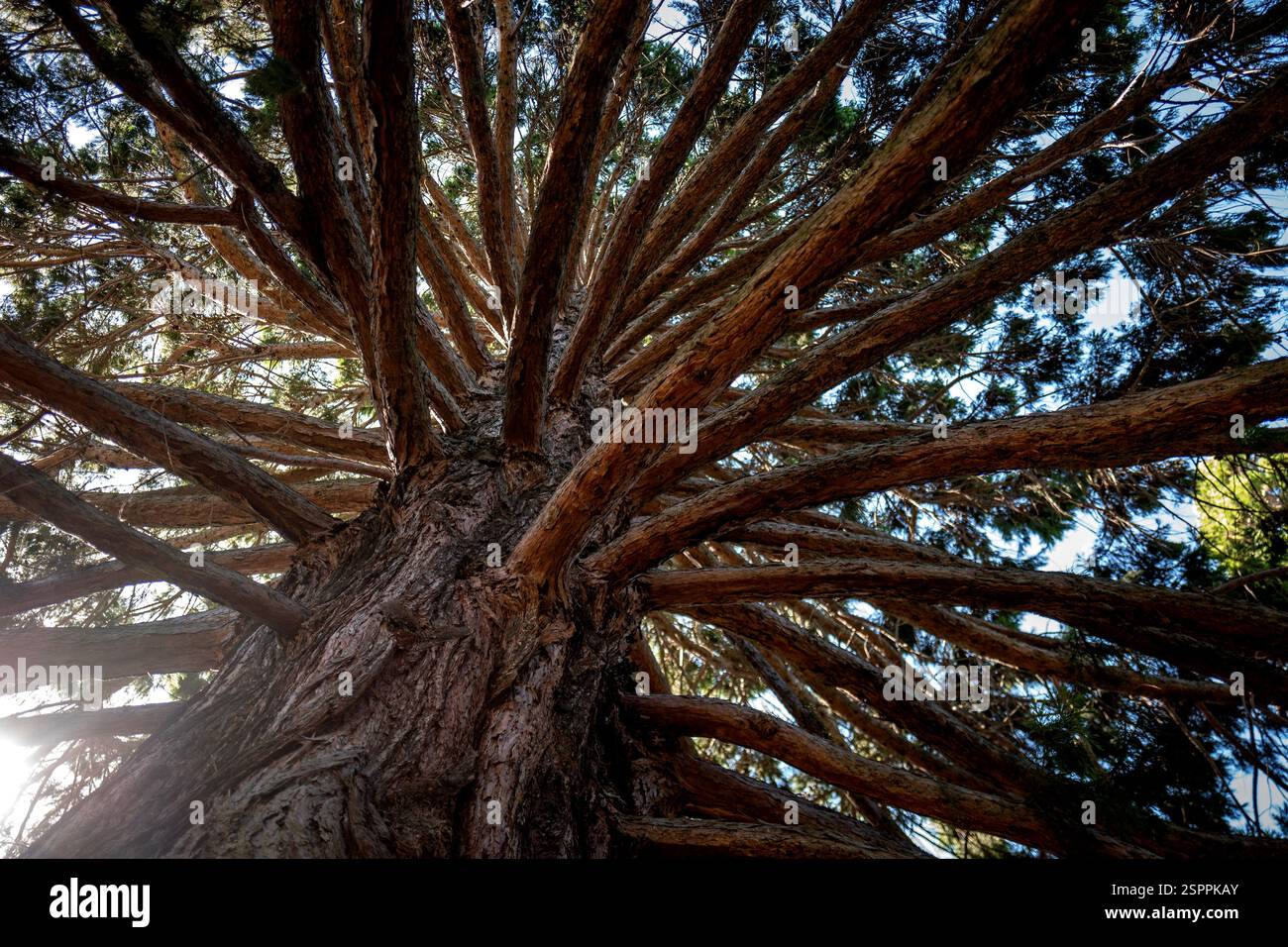 Queenstown, January 29th 2025: Giant Sequoia tree Stock Photo - Alamy