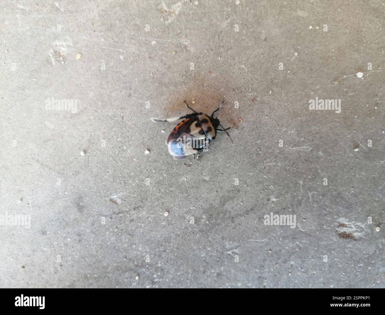 Stink Bugs, Shield Bugs, and Allies (Pentatomoidea), Insecta, Calamar ...