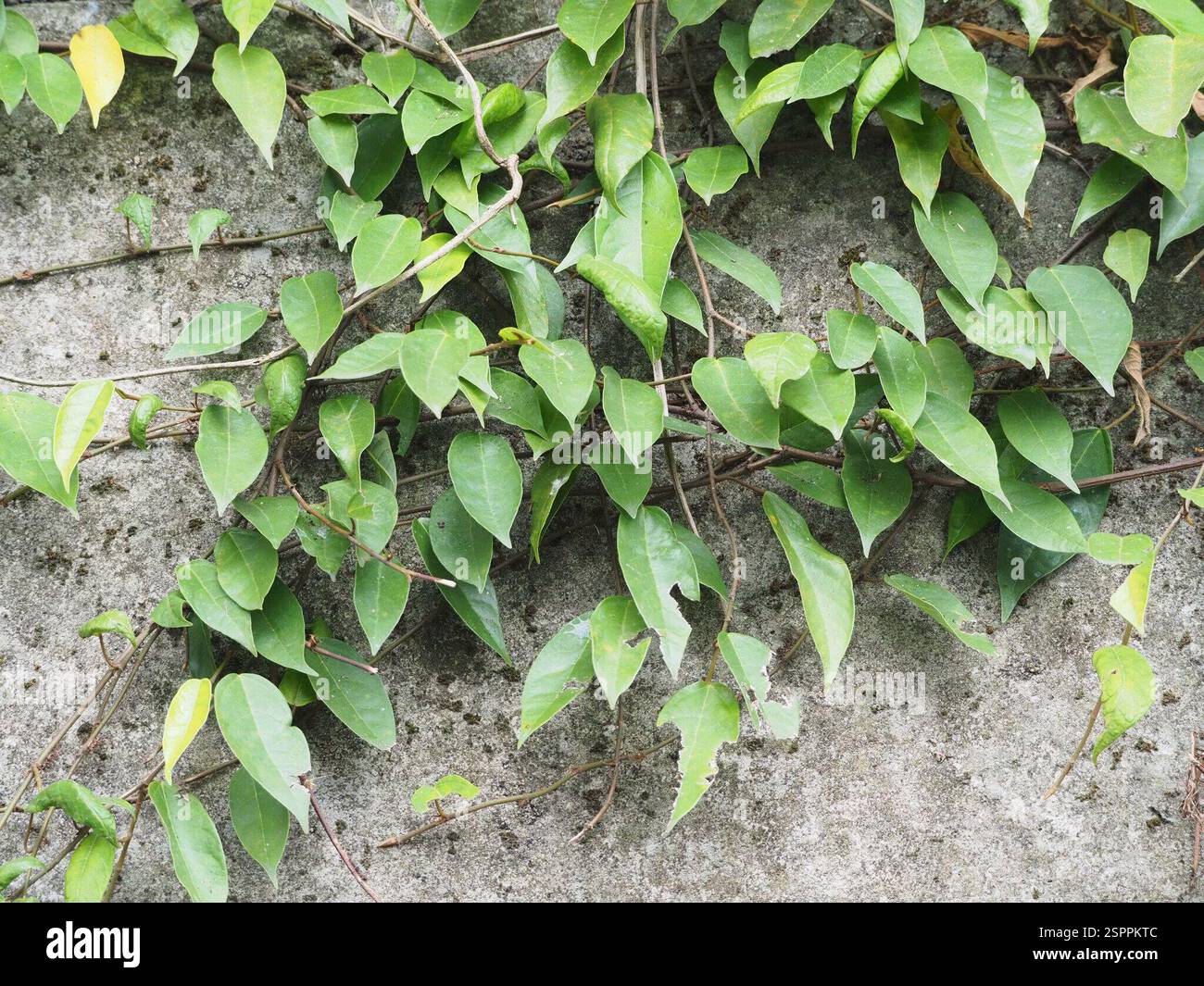 Impressed Sarmentosa Fig (Ficus sarmentosa), Plantae, 台灣台北 Stock Photo ...