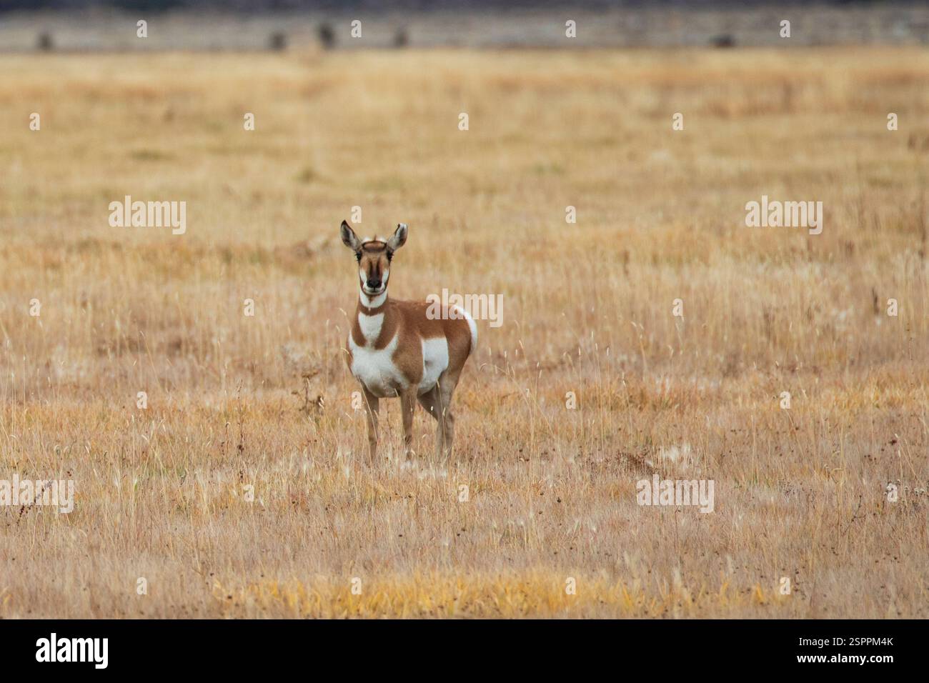 A lone pronghorn doe stands alert in a dry grassland of Willow Creek ...