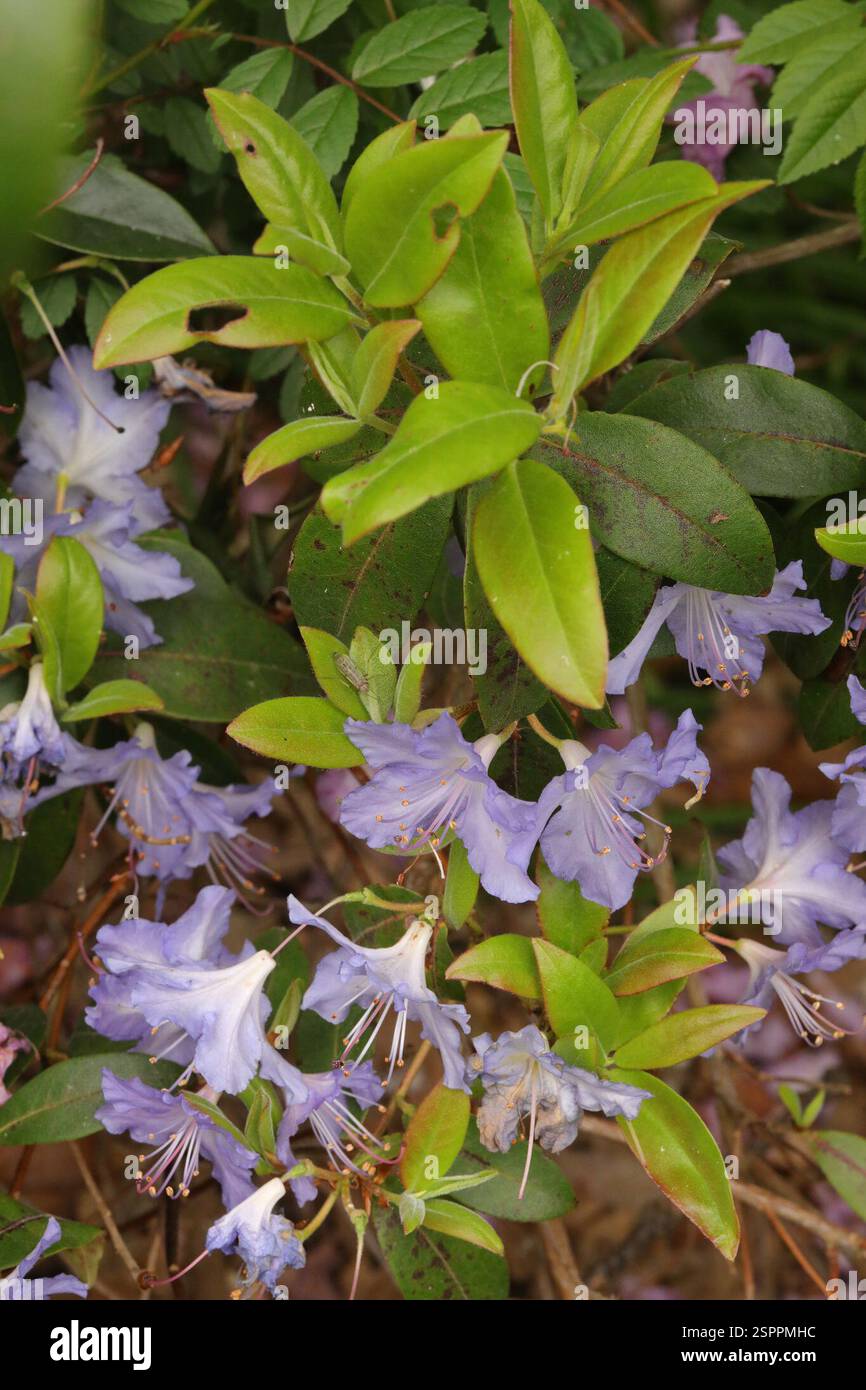 Pontic Rhododendron (Rhododendron ponticum), Plantae, Calderstones Park ...