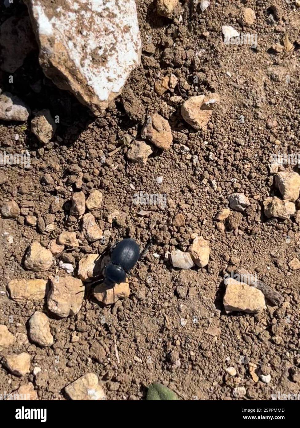 (Tentyria), Insecta, São Gonçalo de Lagos, Lagos, Algarve, PT Stock ...