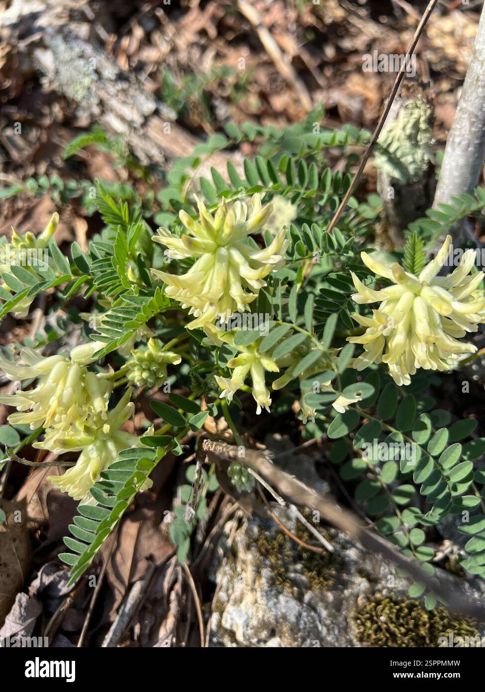 Ground-plum (Astragalus crassicarpus), Plantae, Mark Twain National ...