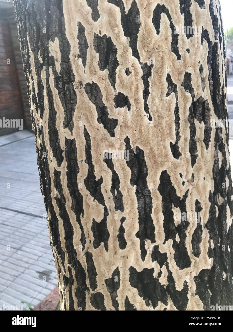 split porecrust (Xylodon paradoxus), Fungi, Juan Manuel de Rosas ...