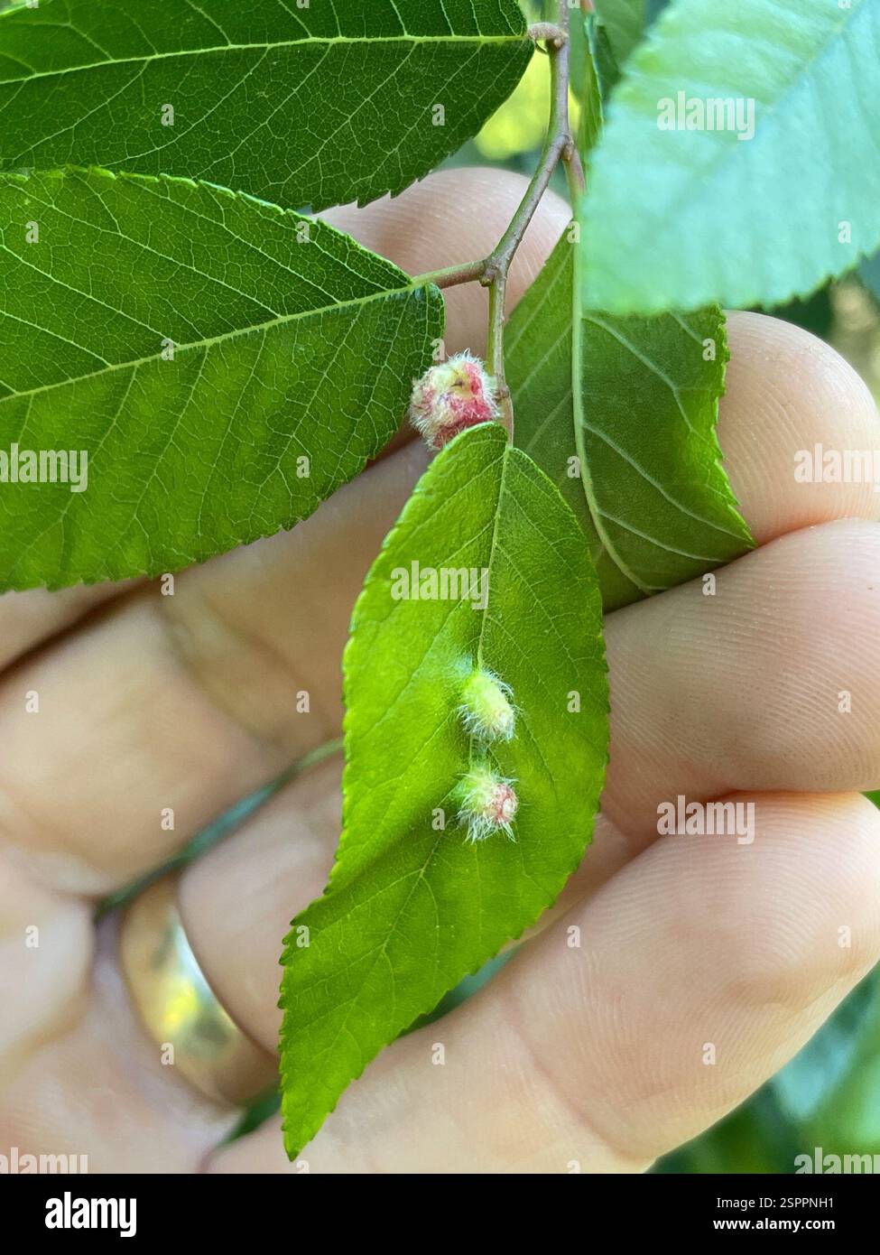 Gall Midges (Cecidomyiinae), Insecta, Pintail Ln, Natchez, MS, US ...