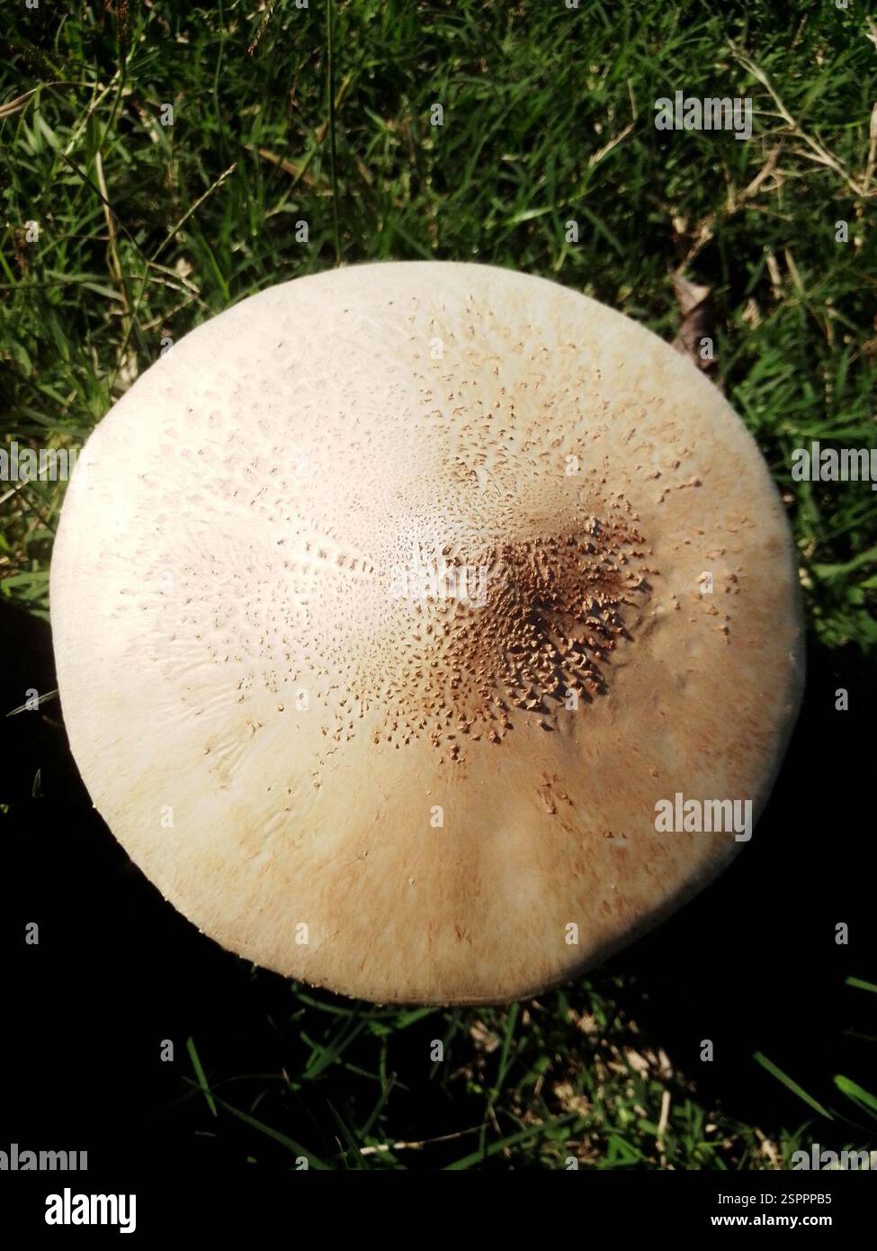 Fungi Including Lichens (Fungi), Fungi, 37000 Centurion, Departamento ...