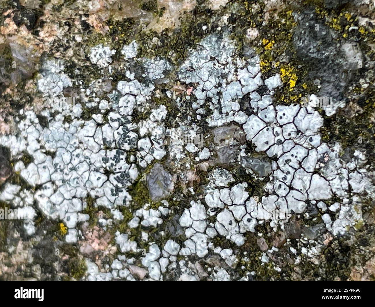 Boulder Lichen (Porpidia tuberculosa), Fungi, Eext, Drenthe, NL ...