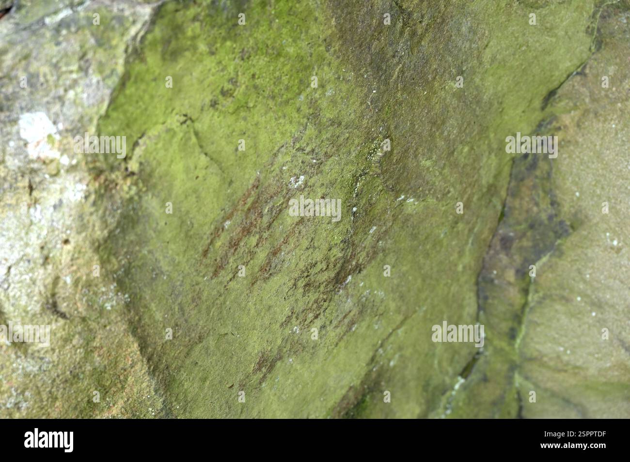 Details of standing stones in Kingarth Stone circle, Blackpark, Bute ...